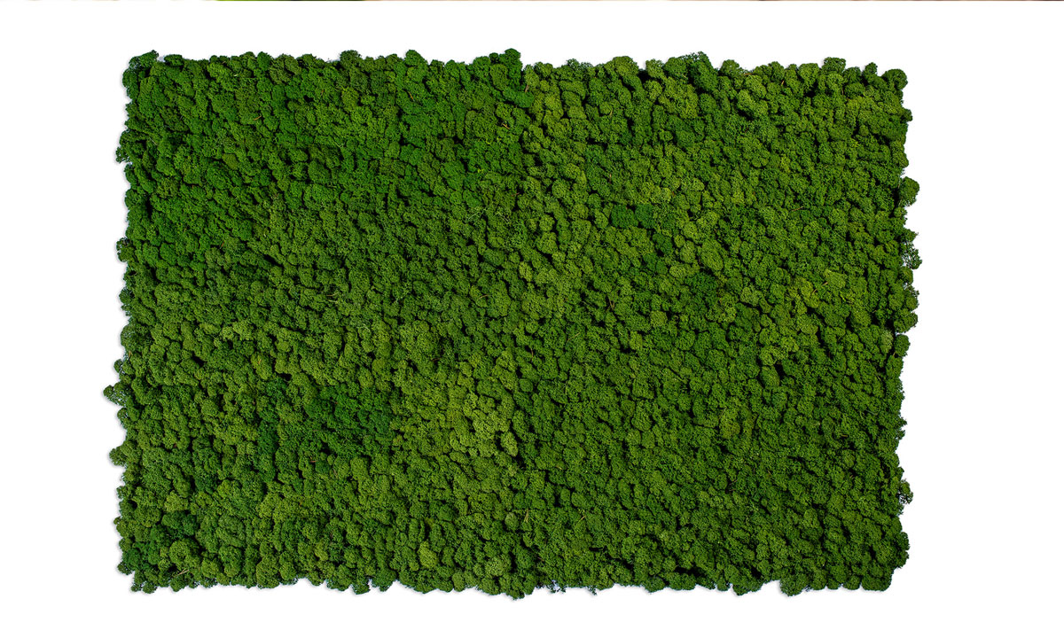 Freund GmbH - Moospaneele vom Mooswand Spezialist Freund GmbH ...