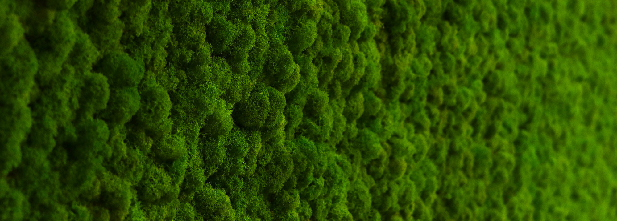 Freund GmbH - Ihr Mooswand Spezialist: Mooswände und Moosbilder aus ...